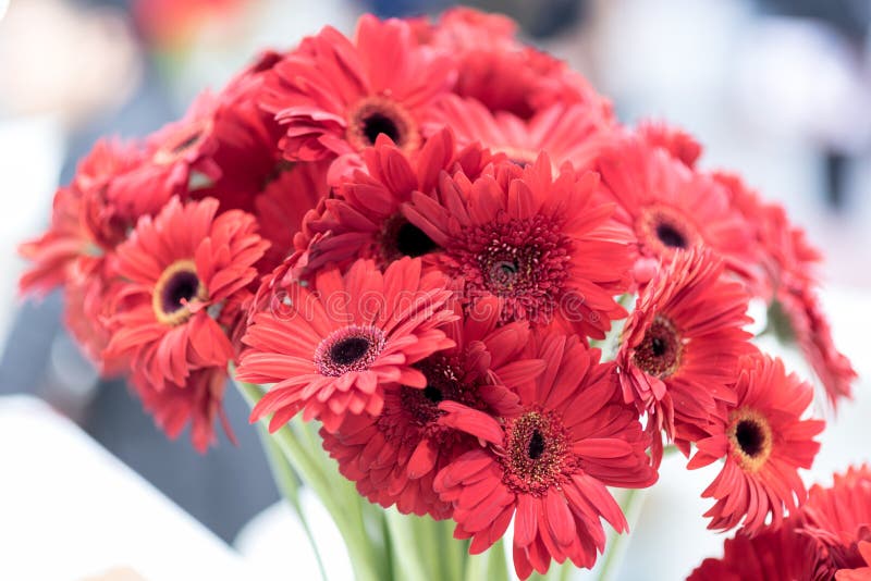 Group Big Red Gerberas Arrangement Stock Photos - Free & Royalty-Free ...