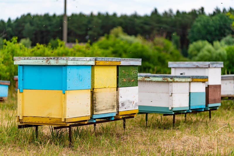 Group of Big and Small Coloured Beehives for Bees on the Forest ...