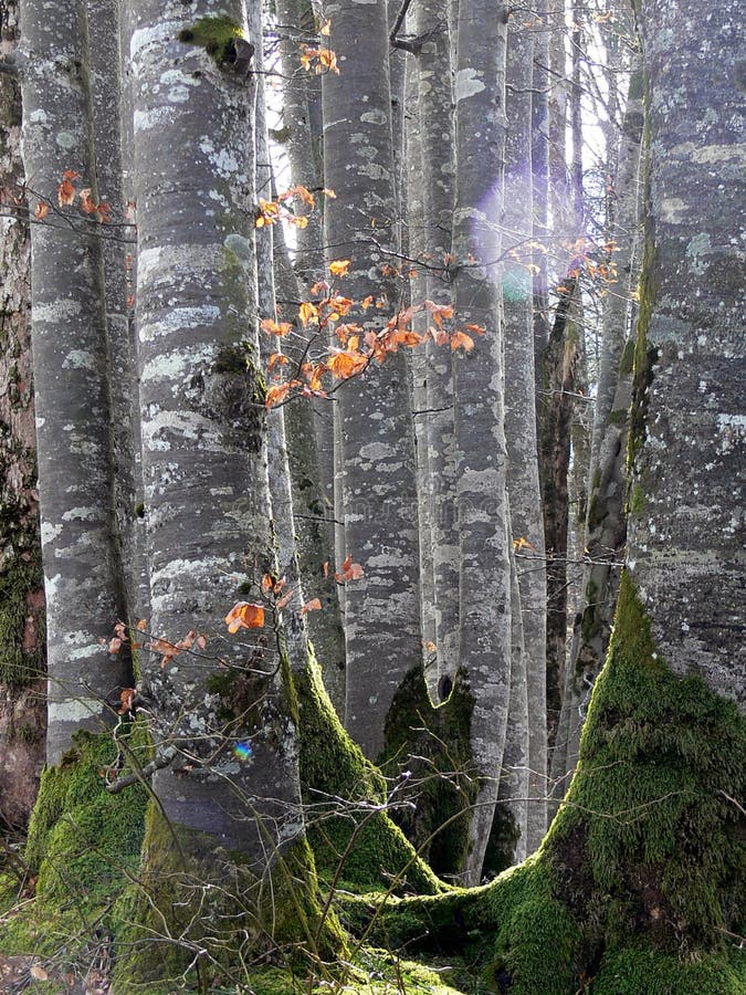 Birch trunks in backlight stock photo. Image of backlight - 118403686