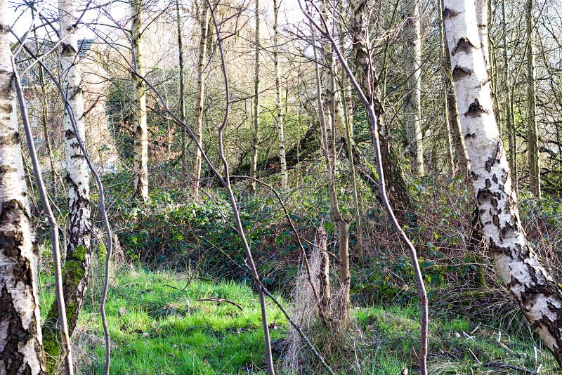 Forest Wide Angle Lens View Stock Image - Image of natural, outdoor ...