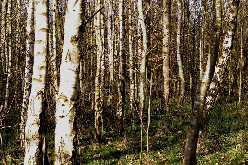 Forest Wide Angle Lens View Stock Image - Image of natural, outdoor ...