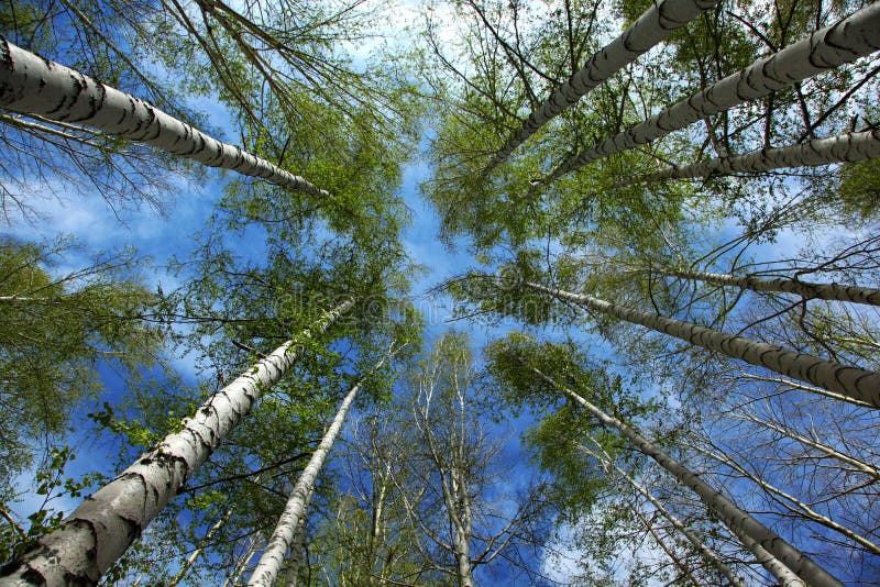 Group of birches stock photo. Image of single, group - 39116454