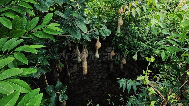 Group of Bird S Nest Hanging on a Tree Stock Footage - Video of spring ...