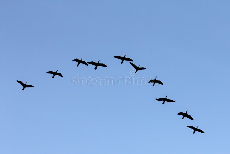 Group of birds stock photo. Image of group, team, flying - 27417606