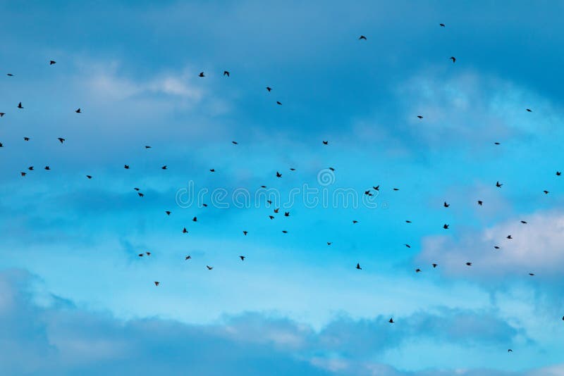 A Group of Birds Against the Background of the Evening Yellow-blue Sky ...