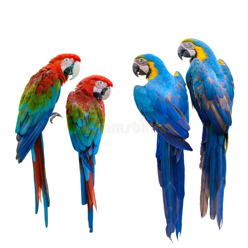 Group of birds. stock photo. Image of captivity, wildlife - 87789732