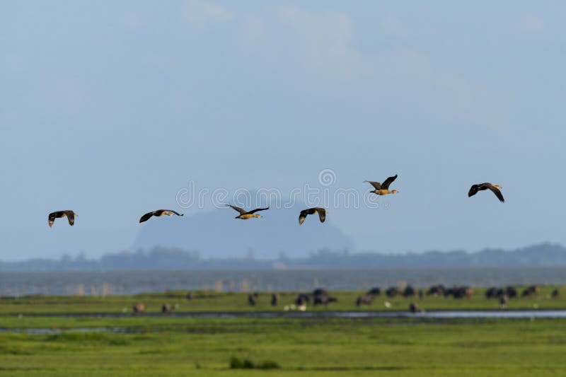 Group of Birds Fly in Blue Sky Stock Image - Image of bird, habitat ...