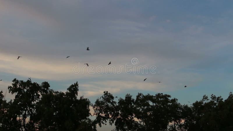 Group Birds Fly from Tree Evening Time Stock Video - Video of outdoor ...