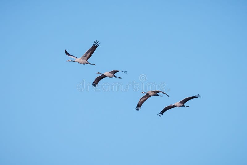 A Group of Birds Flying in the Air Under a Blue Sky Stock Photo - Image ...
