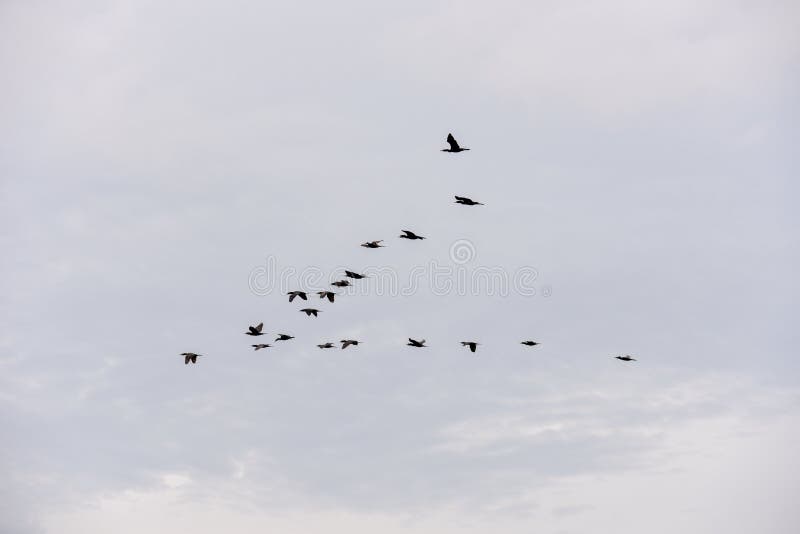 Group of Birds Flying at Atins, Brazil Stock Photo - Image of team ...