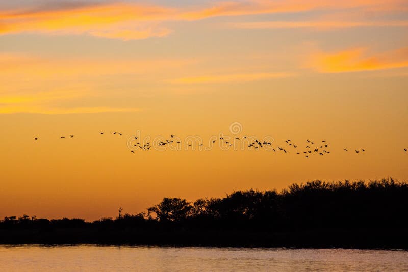 Group of Birds Flying in the Beautiful Sky during the Sunset Stock ...