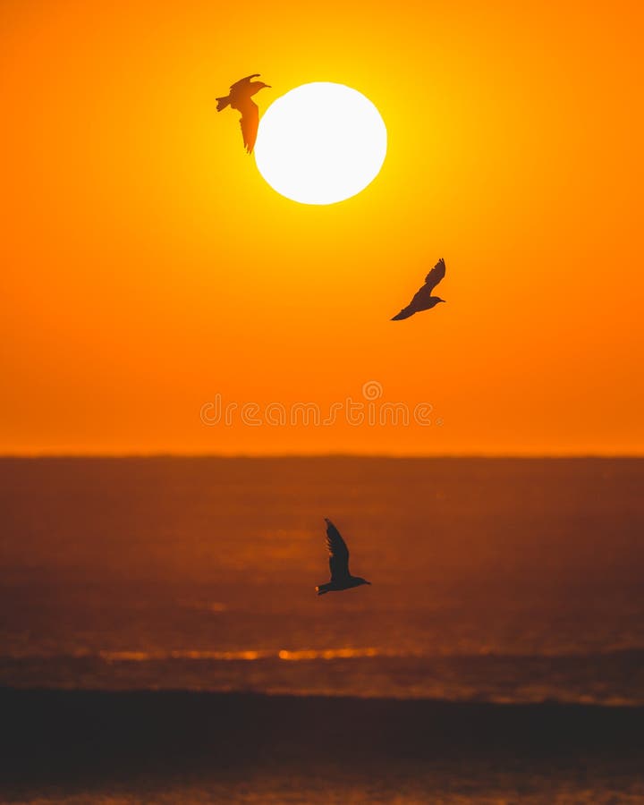 A Group of Birds Flying in Front of a Sunset on the Ocean Stock Image ...