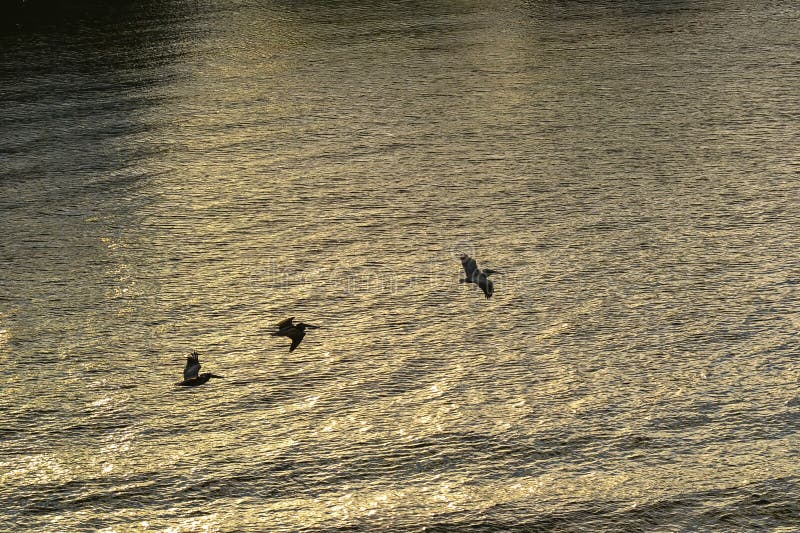 A Group of Birds Flying Over a Body of Water Stock Image - Image of ...