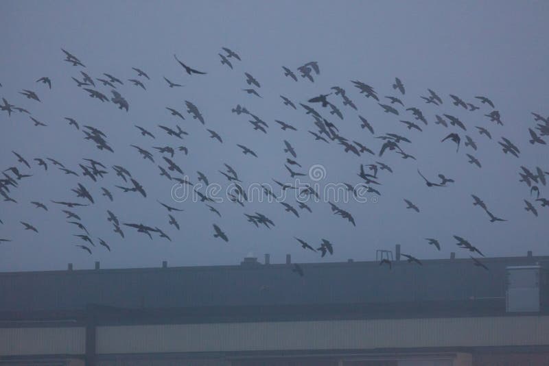 Group of Birds Flying Over Building Roof Stock Image - Image of ...