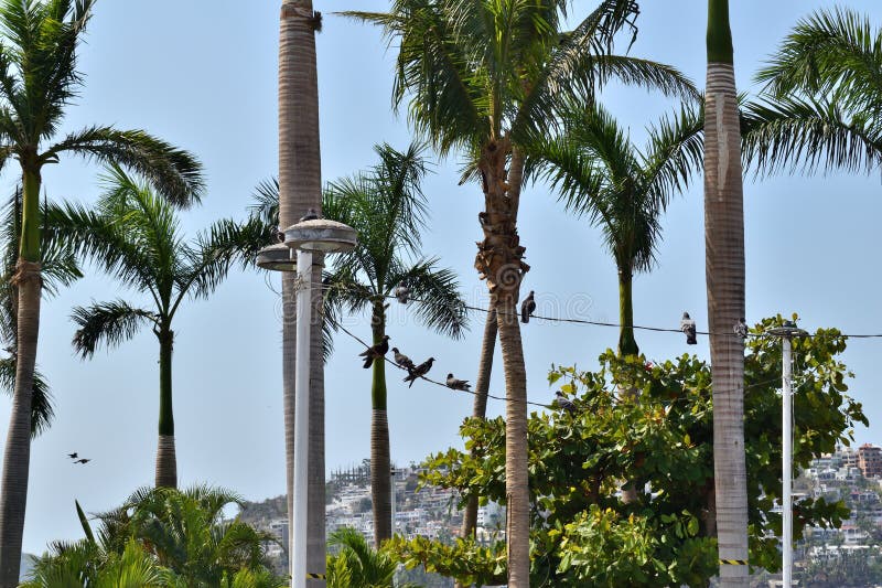 A Group of Birds are Flying Over a Palm Tree in Queen Park in Acapulco ...