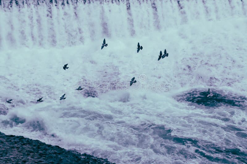 359 Waterfall Flying Birds Stock Photos - Free & Royalty-Free Stock ...