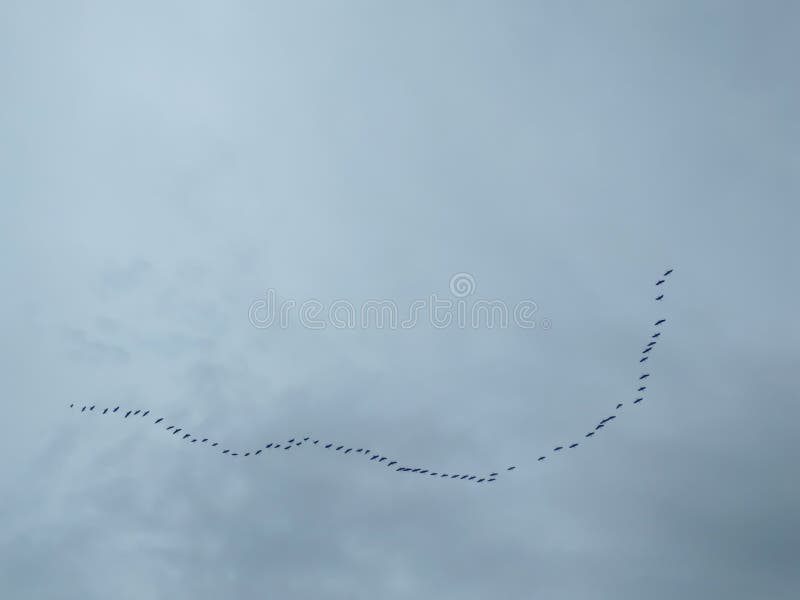 Group of Birds Flying in a Row in Sky Stock Photo - Image of birds ...