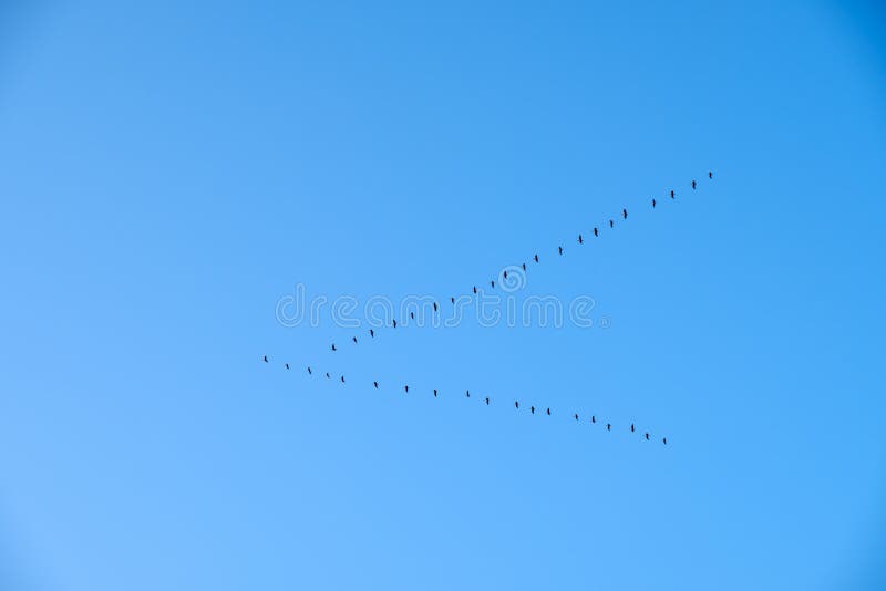 Group of Birds Flying in the Shape of a Triangle on a Dark Blue Stock ...