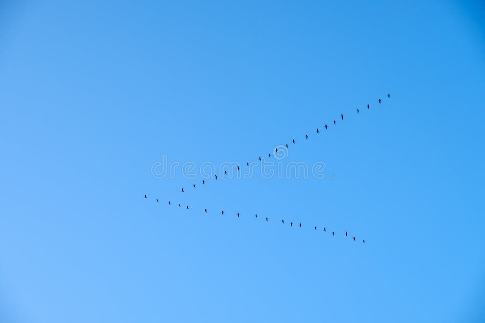 Group of Birds Flying in the Shape of a Triangle on a Dark Blue Stock ...