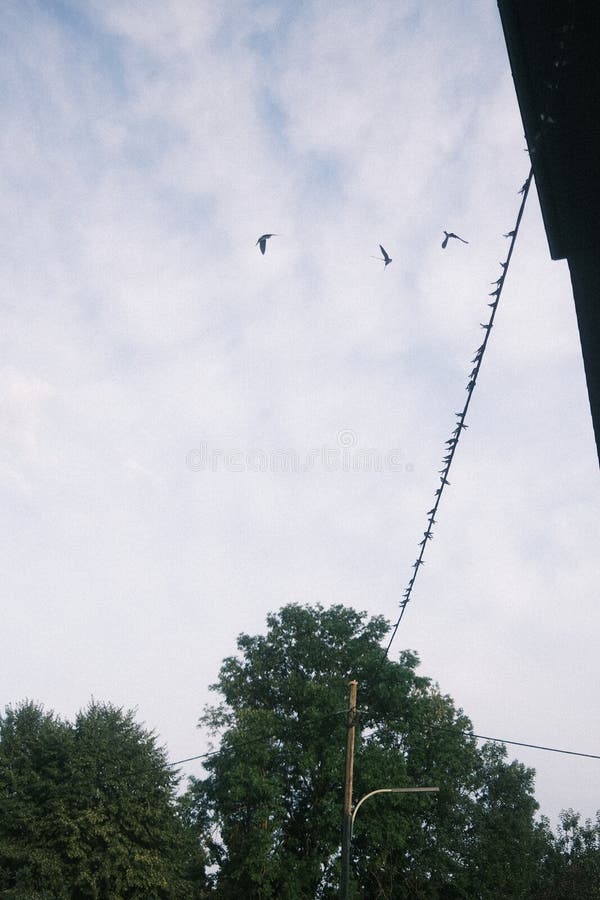 A Group of Birds Flying in the Sky Above a Tree Stock Image - Image of ...