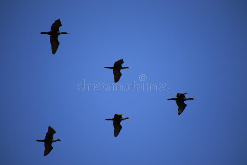 Group of Birds Flying in the Sky,the Sky is Lined Up with Birds Stock ...