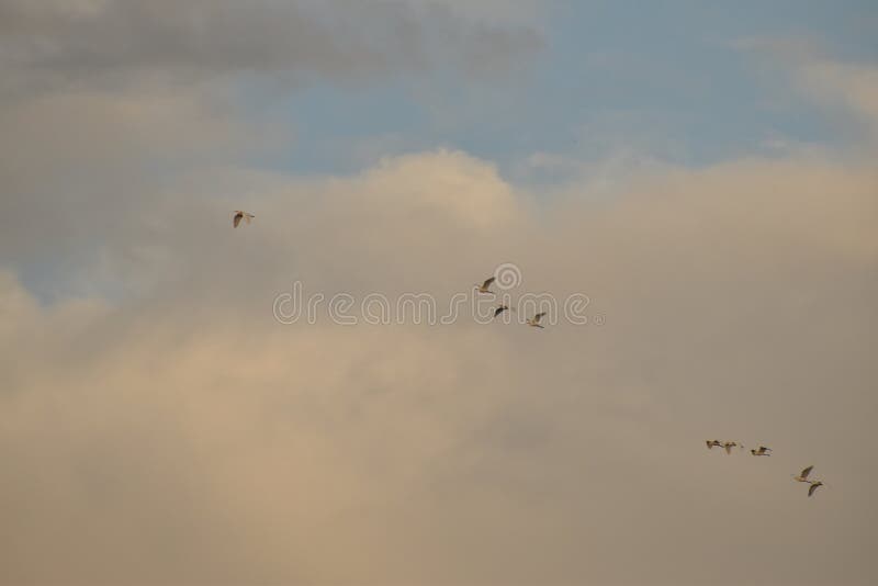 Birds Flying through the Fog, in the Morning, Pigeon Birds Flying in ...