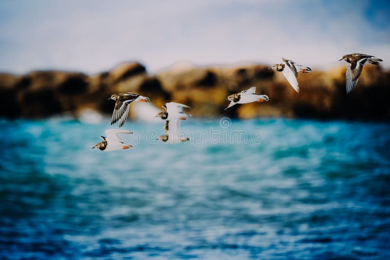 Group of Birds Flying. Group of Steenloper Ruddy Turnstone. Selective ...
