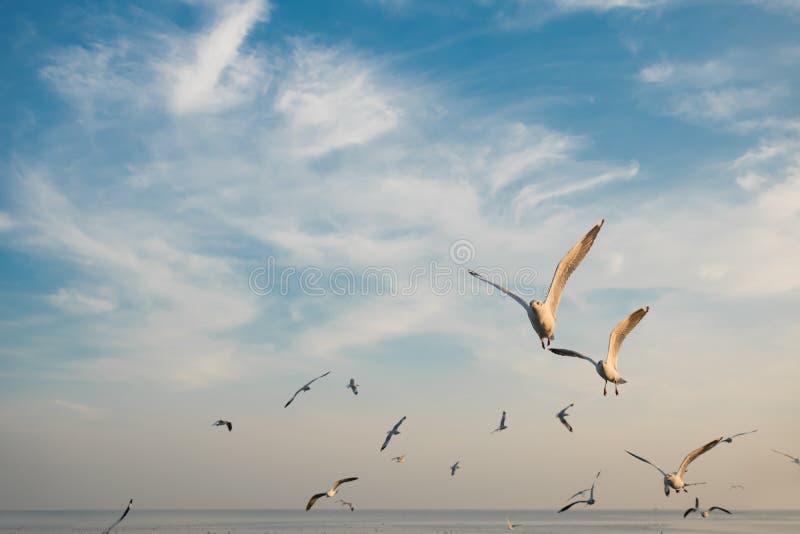 Group of Birds Flying Black and White Stock Image - Image of pigeon ...