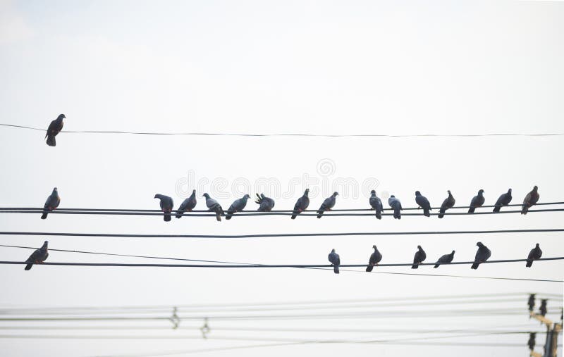 Group of Birds on the High Voltage Cable Stock Photo - Image of line ...