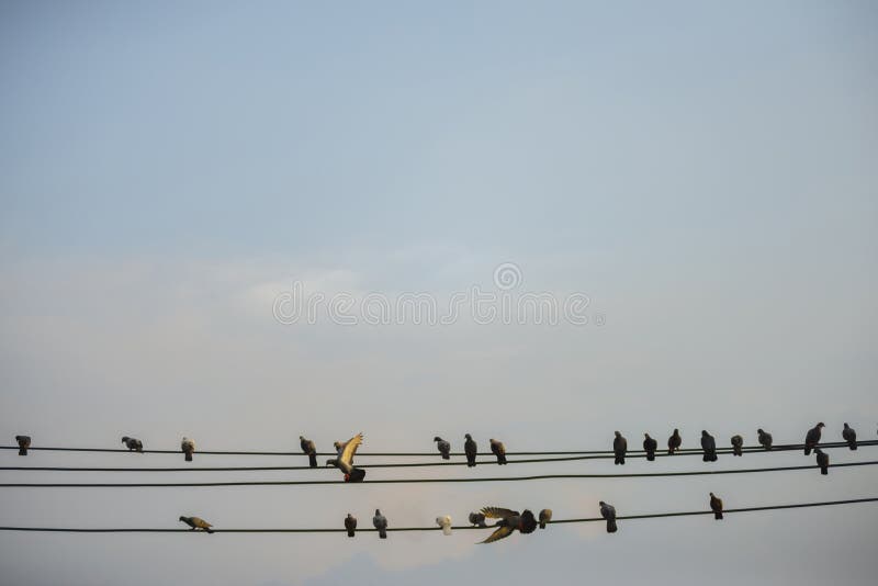 Group of Birds on the High Voltage Cable Stock Photo - Image of cable ...