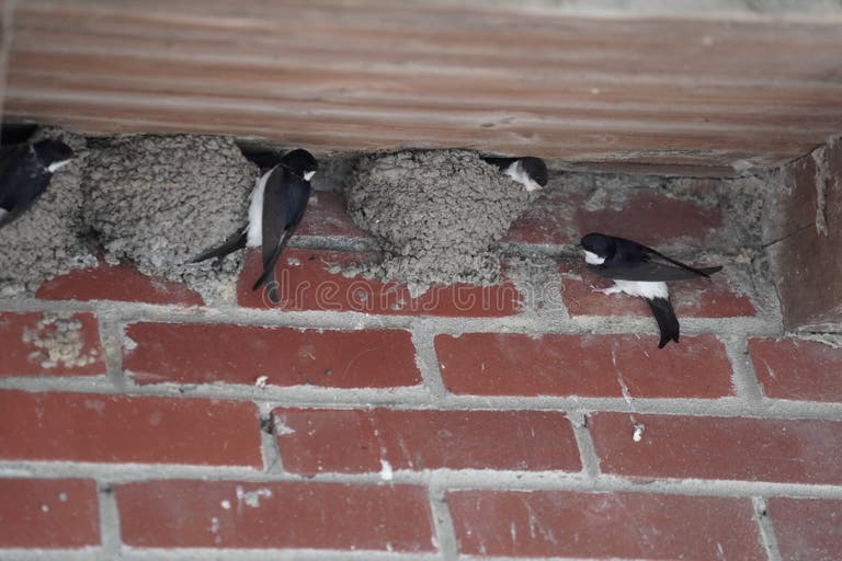 A Group of Birds are Nesting in a Brick Wall Stock Photo - Image of ...