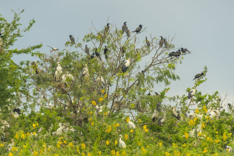 Group of Birds Nesting on Top of the Tree in Bueng Boraphet Lake in ...