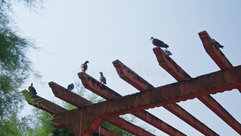 Group of Birds Perched on Wooden Structure Stock Footage - Video of ...