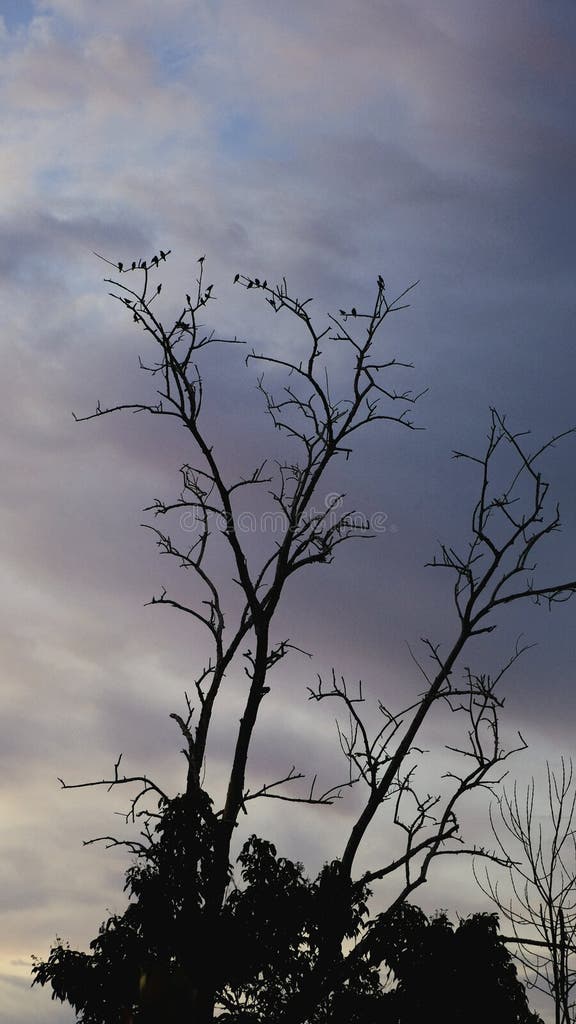A Group of Birds Sitting on Top of a Tree, Sparse Bare Trees, Crows on the Oak Tree, Bare Trees ...