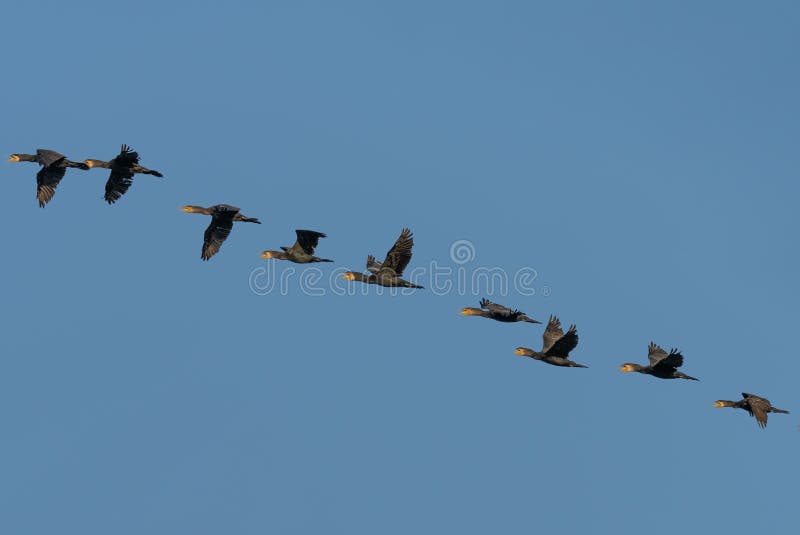 Group of Birds Soaring in the Sky, Wings Outstretched, in a Graceful V ...