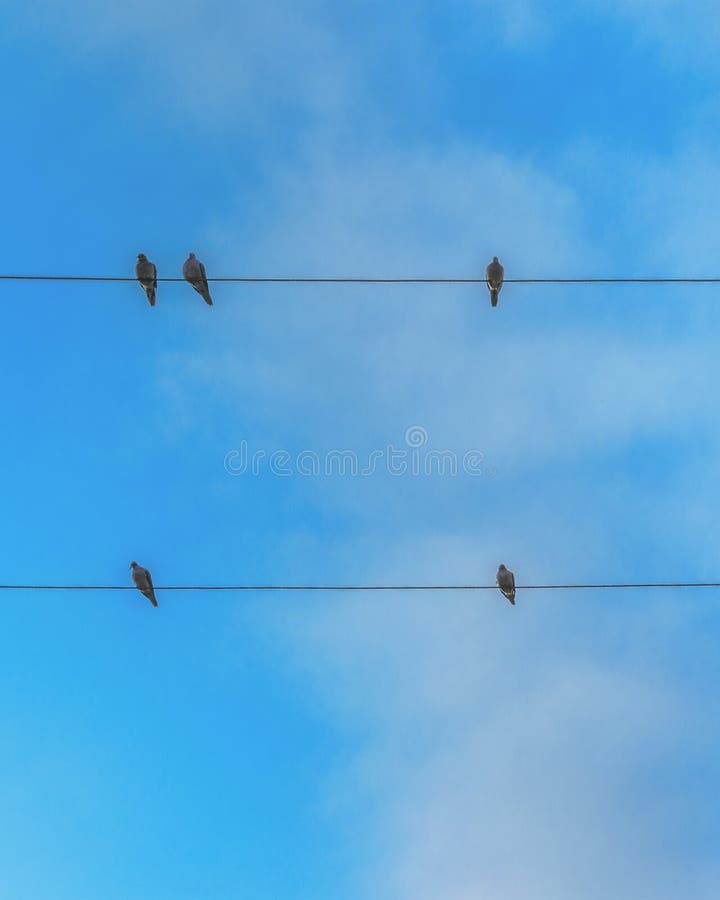 Group of Birds Standing at Telephone Cables Stock Image - Image of bird ...