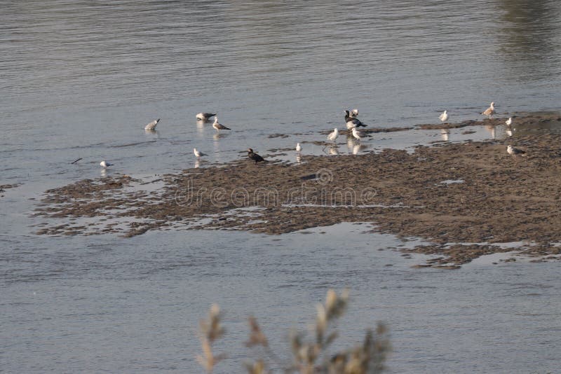 Group of Birds Swimming Near the Shore of a River Stock Photo - Image ...