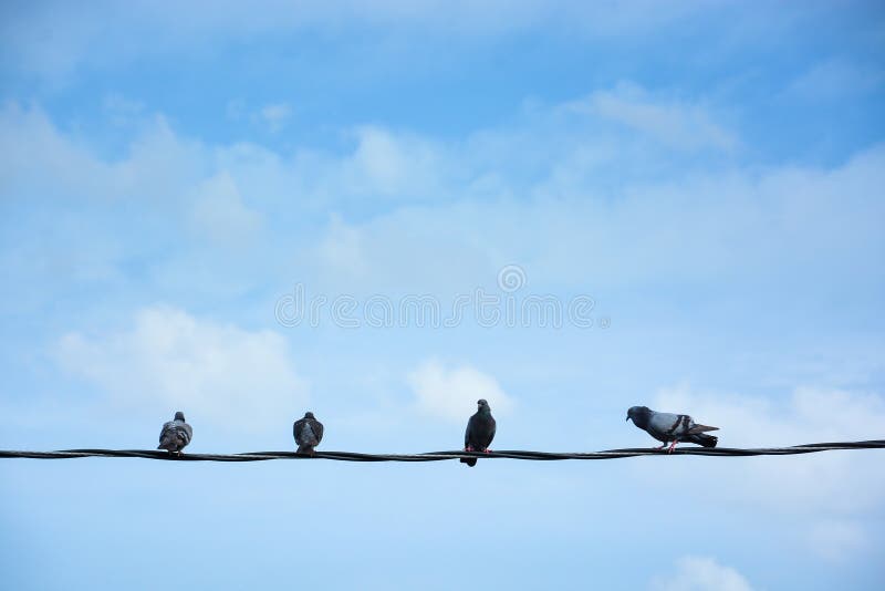 Group of birds on wire stock photo. Image of four, bird - 54612350