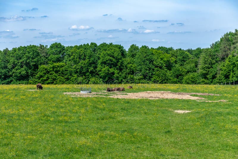 Bison Herd in a Meadow. Group of Bison in a Natural Environment Stock ...