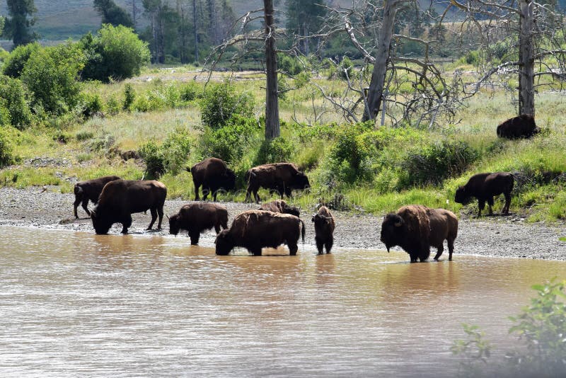 Group of Bison in River in Yellowstone Stock Image - Image of crater ...