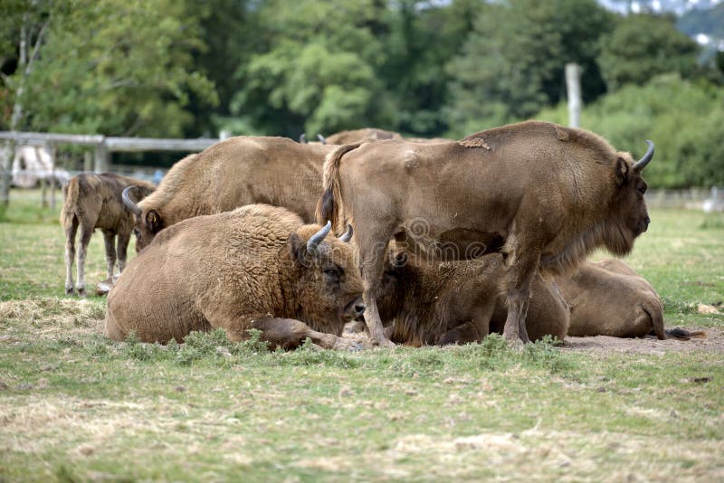 A group of Bisons stock photo. Image of hair, bison, wildlife - 43774214