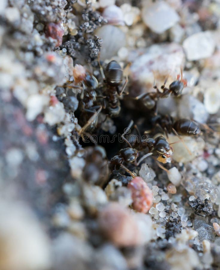 Group of black ants stock image. Image of entering, close - 40207871