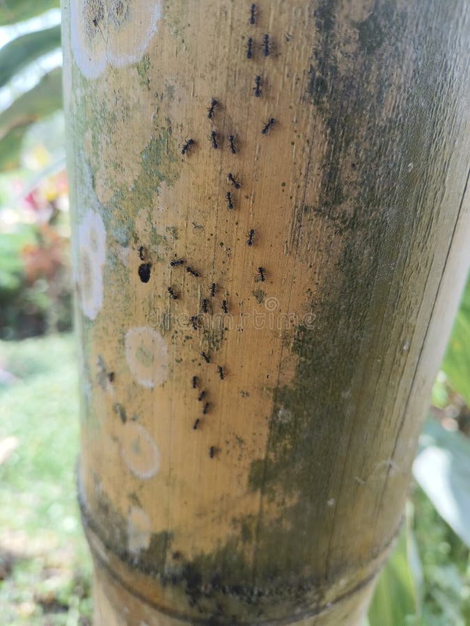 A Group of Black Ants Make a Nest in a Dry Bamboo Tree Stock Image ...