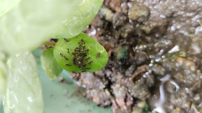 A Group of Black Ants with Their Eggs on Leaves Stock Video - Video of ...