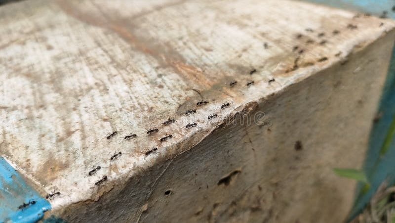 A Group of Black Ants Walking in a Row Stock Image - Image of rock ...