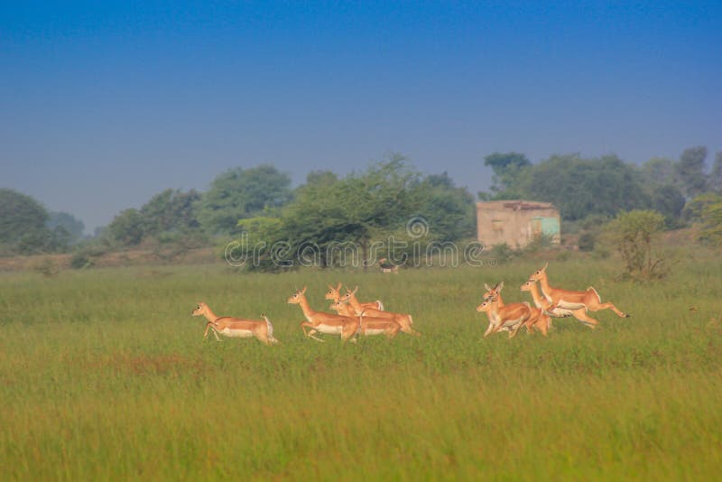Group of black bucks stock photo. Image of india, prey - 55460652
