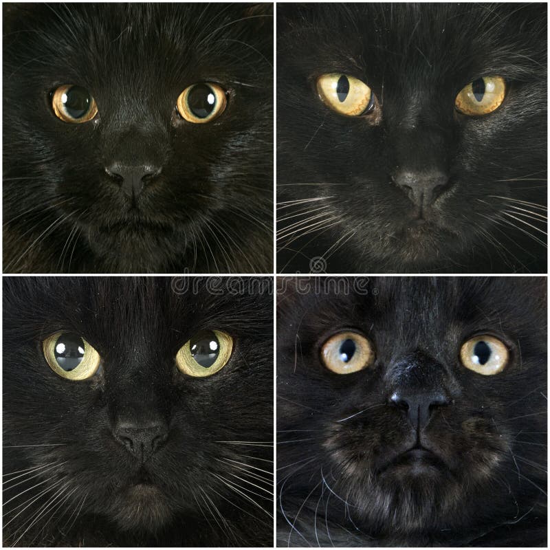 Group of black cats stock image. Image of kitten, stray - 347741545