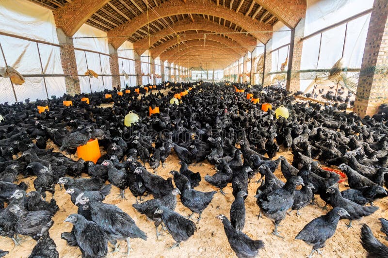 Chicken farm stock photo. Image of line, chicken, agriculture - 36472432