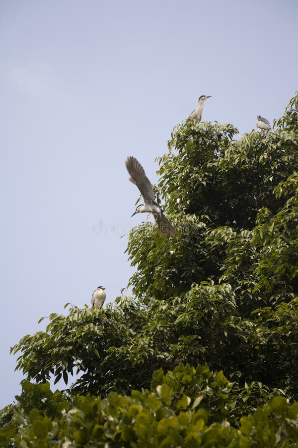 Group Black-crowned Night Heron (Nycticorax Nycticorax) in Tree and One ...
