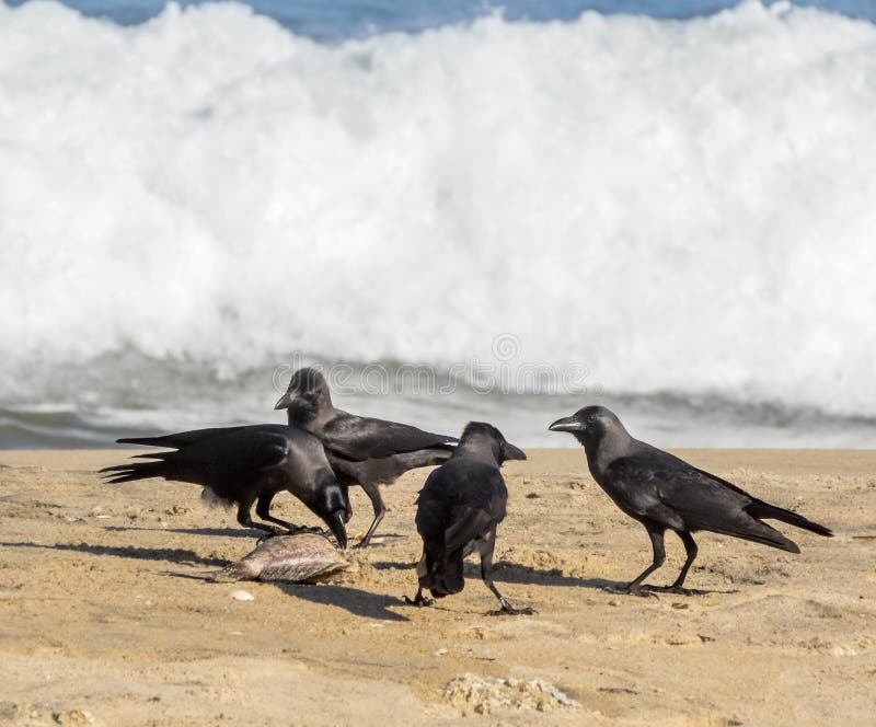 Group Black Crows Eating Fish Beach Stock Photos - Free & Royalty-Free ...